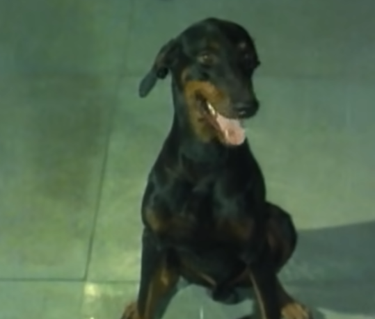Meet the most heroic dogs of Bollywood – Flashback Bollywood