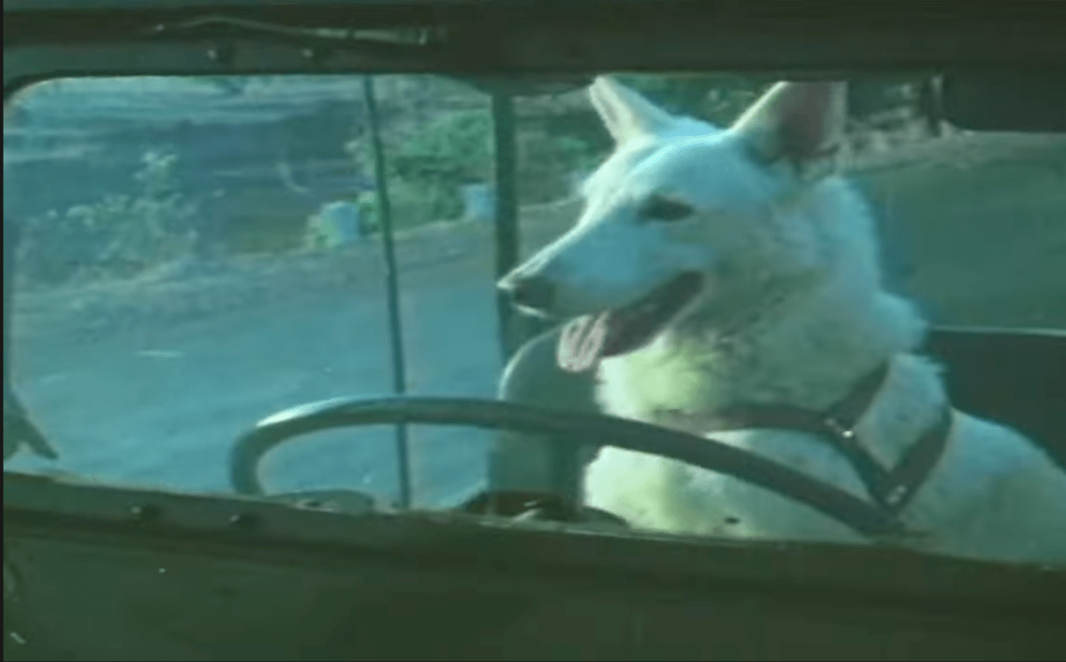 Meet the most heroic dogs of Bollywood – Flashback Bollywood